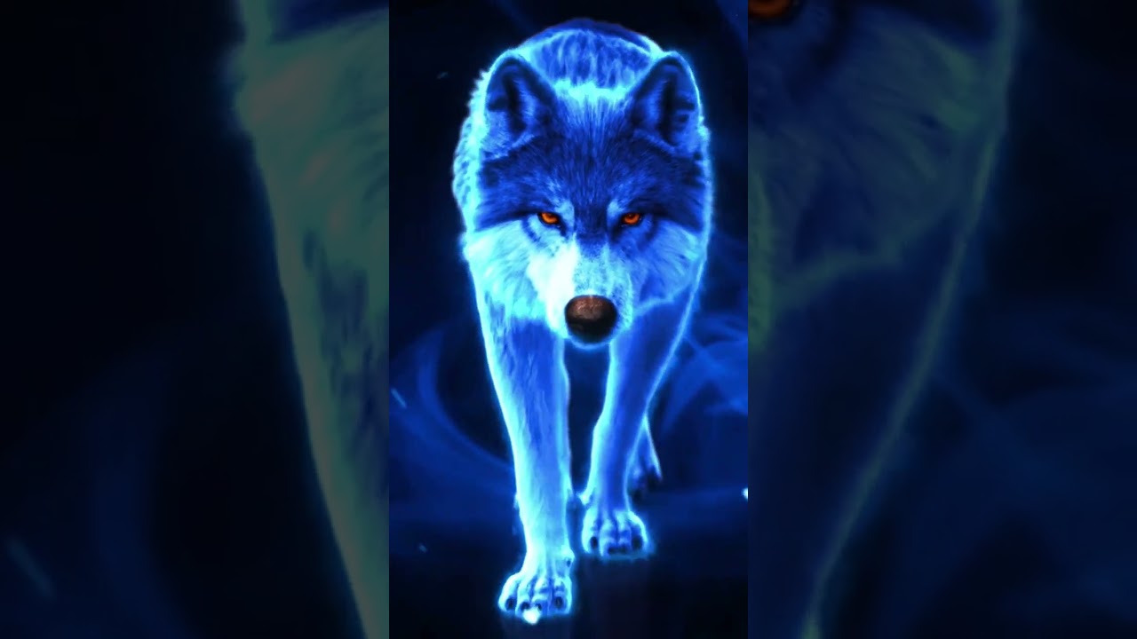 Blue Wolf Animal Full HD Live WallPaper 720x1280