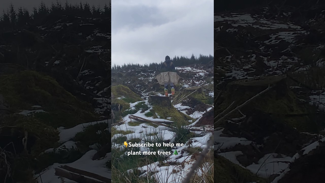 Nature view forestry worker tree planting Scottish woodland Sitka spruce winter work snow