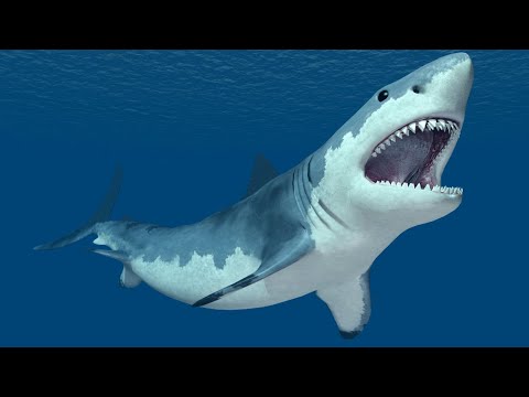 Have fun learning the letter "W" with wolves, whales, walruses and woodpeckers