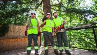 3 Best Tree Services in Hamilton, ON - Expert Recommendations
