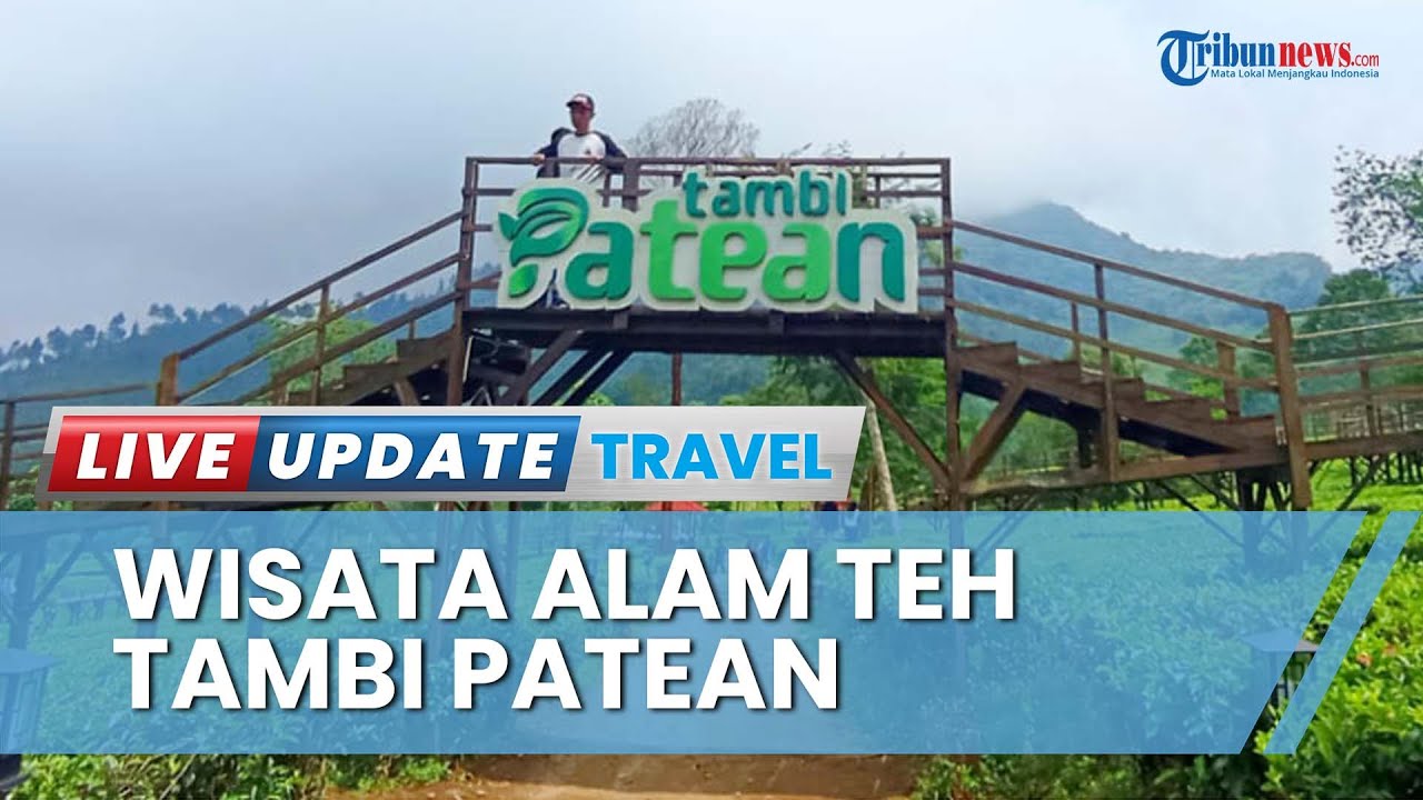 Wisata Alam Teh Tambi Patean, Kebun Teh di Wonosobo yang Kerap ...