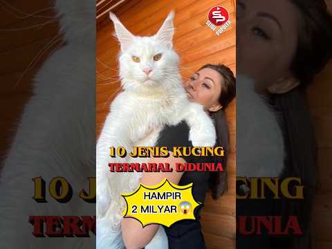 Harga Kucing 1 Milyar, ini dia jenis-jenisnya #shorts #fyp #catlover #persiancat #sphynx #british