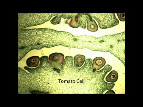 Year  7   Images of Plant and Animal Cells