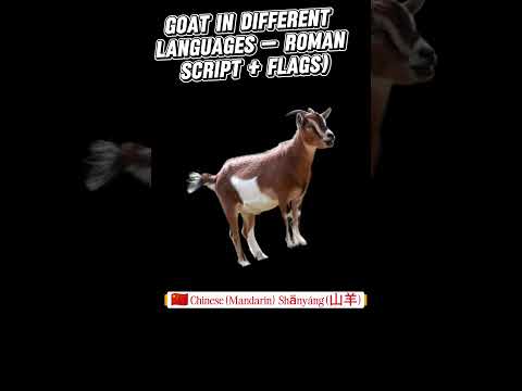 (Goat in Different Languages — Roman Script + Flags) One Word, Many Tongues 🌍 | From USA to 🇺🇸#Wor