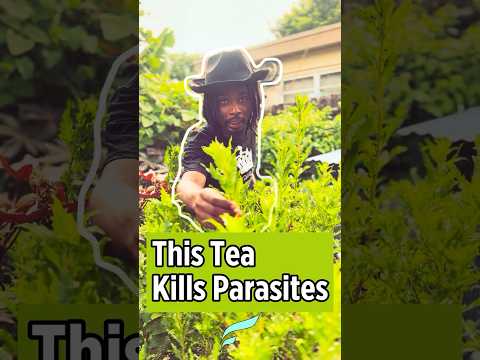 This Herb Kills Parasites FAST: Epazote (Mexican Tea) Explained