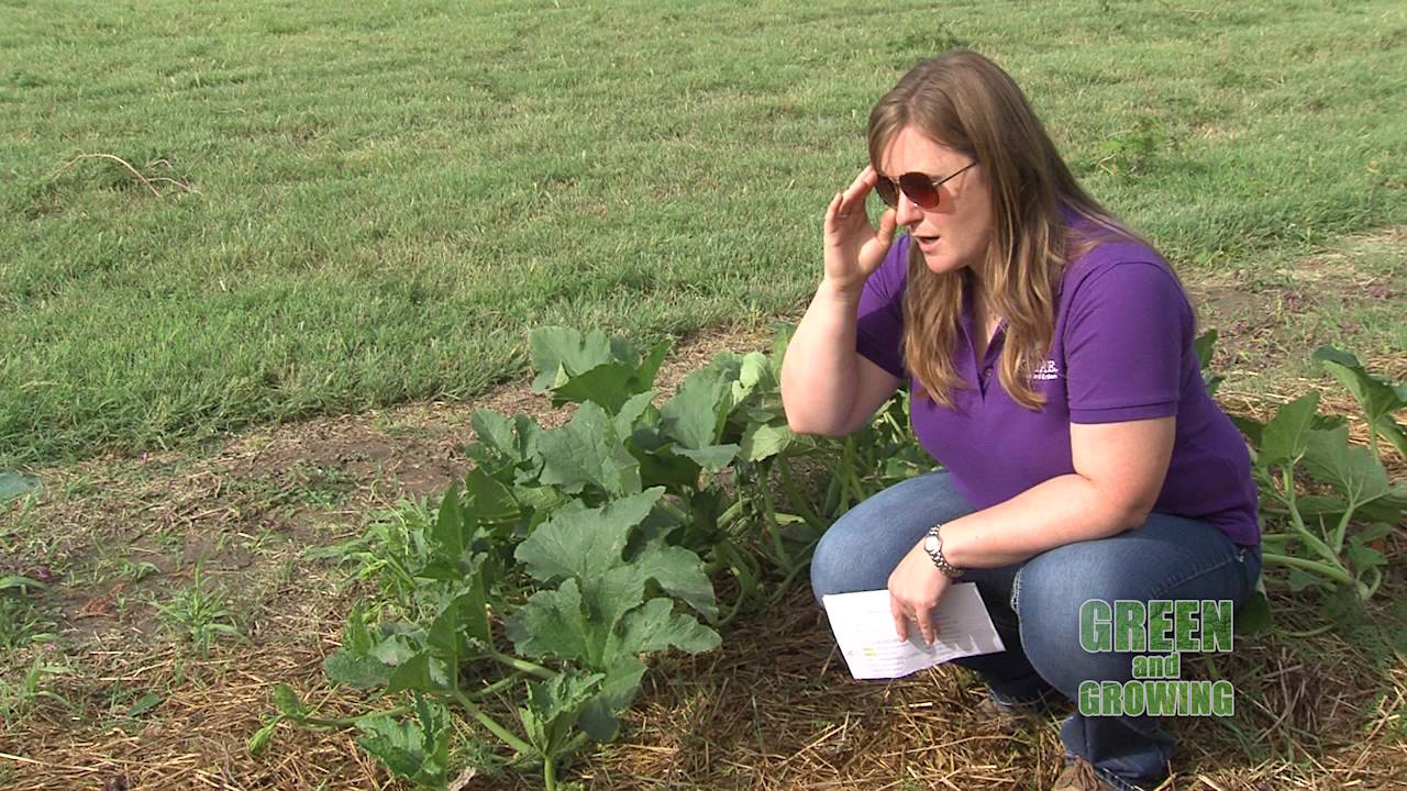Green & Growing   Squash Bugs WK 32