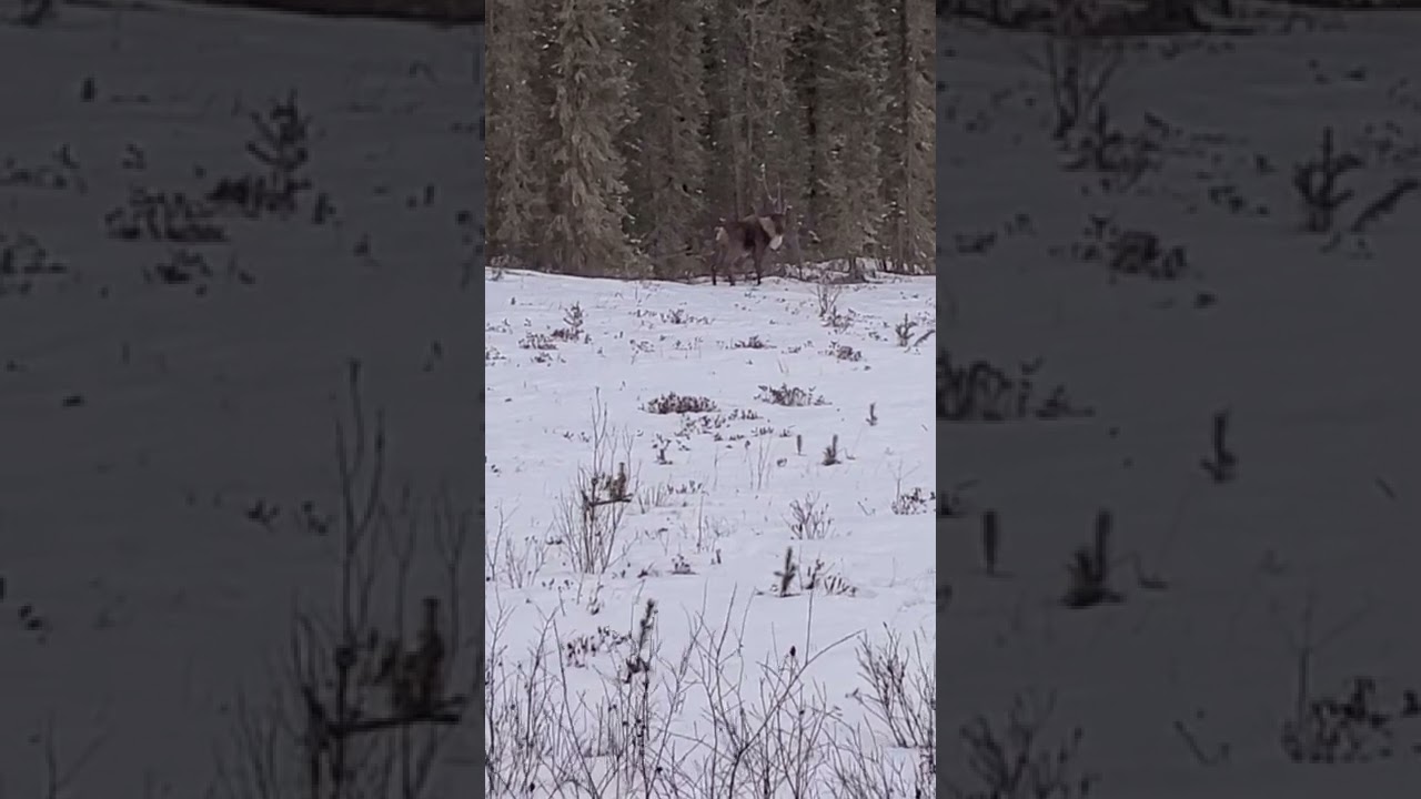 Alberta Caribou