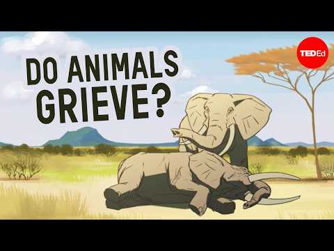 Can other animals understand death? - Barbara J. King