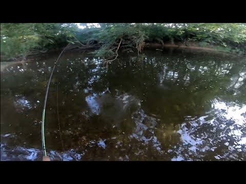 Creek Fishing for Trout - Tips and Tricks for Summer