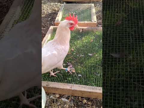 How to keep Grass in Chicken Runs