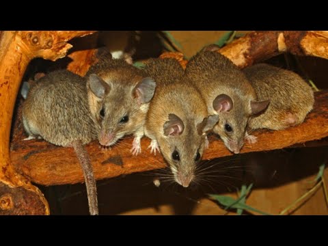 Top 30 Amazing Facts About Mice