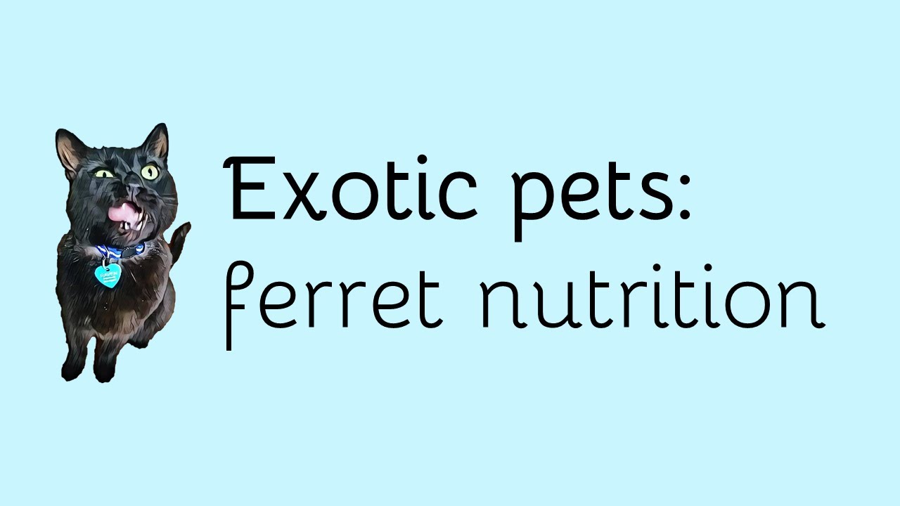 Ferret nutrition