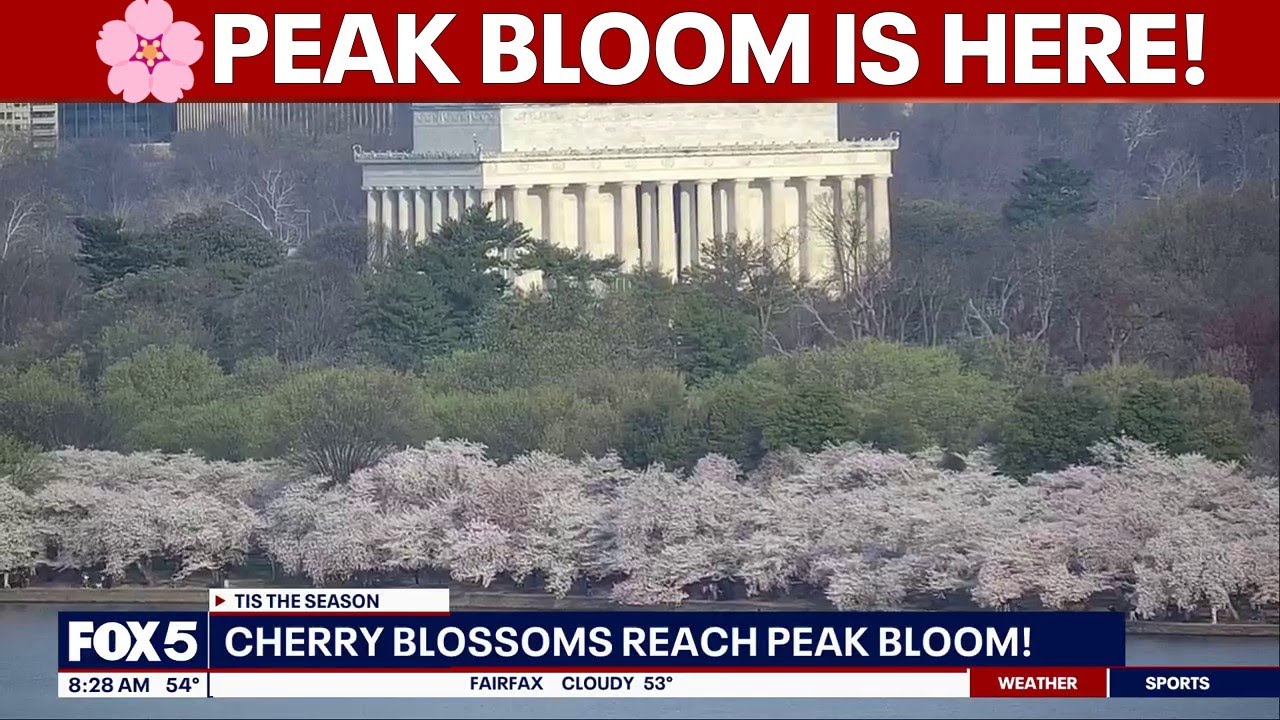 Cherry blossom peak bloom arrives in DC