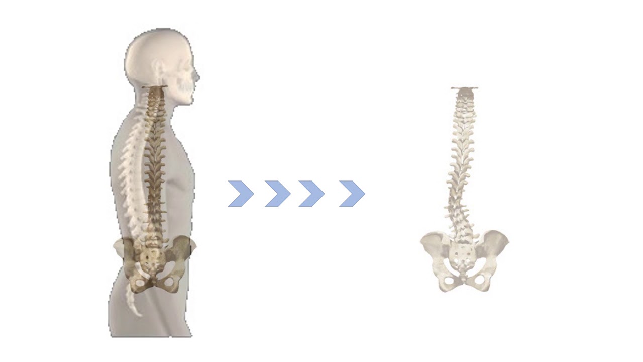Branson Chiropractor | Anatomy of Your Spine