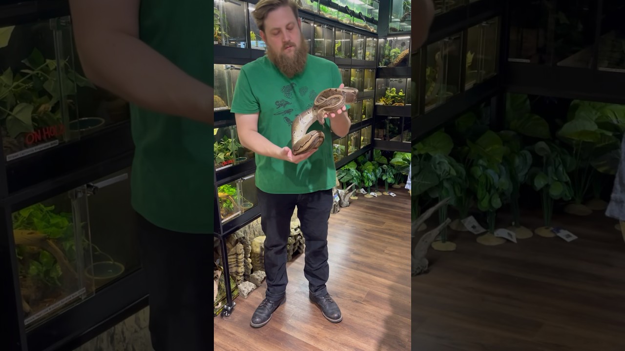 How big will a Ball Python get? #reptileshop #tucson #arizona #ballpython #snakes #reptiles #pets