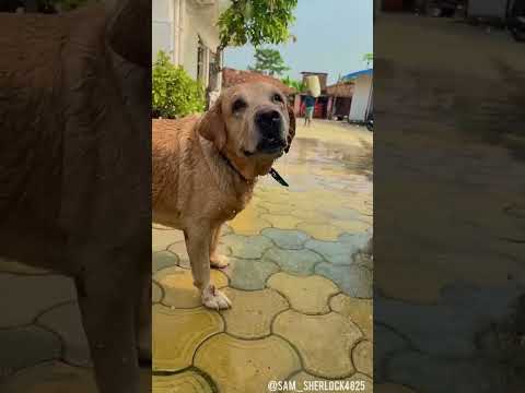 #freezze_the_second#fts22 #fts #fts#shorts #short #shortvideo #dog #dogs#viral