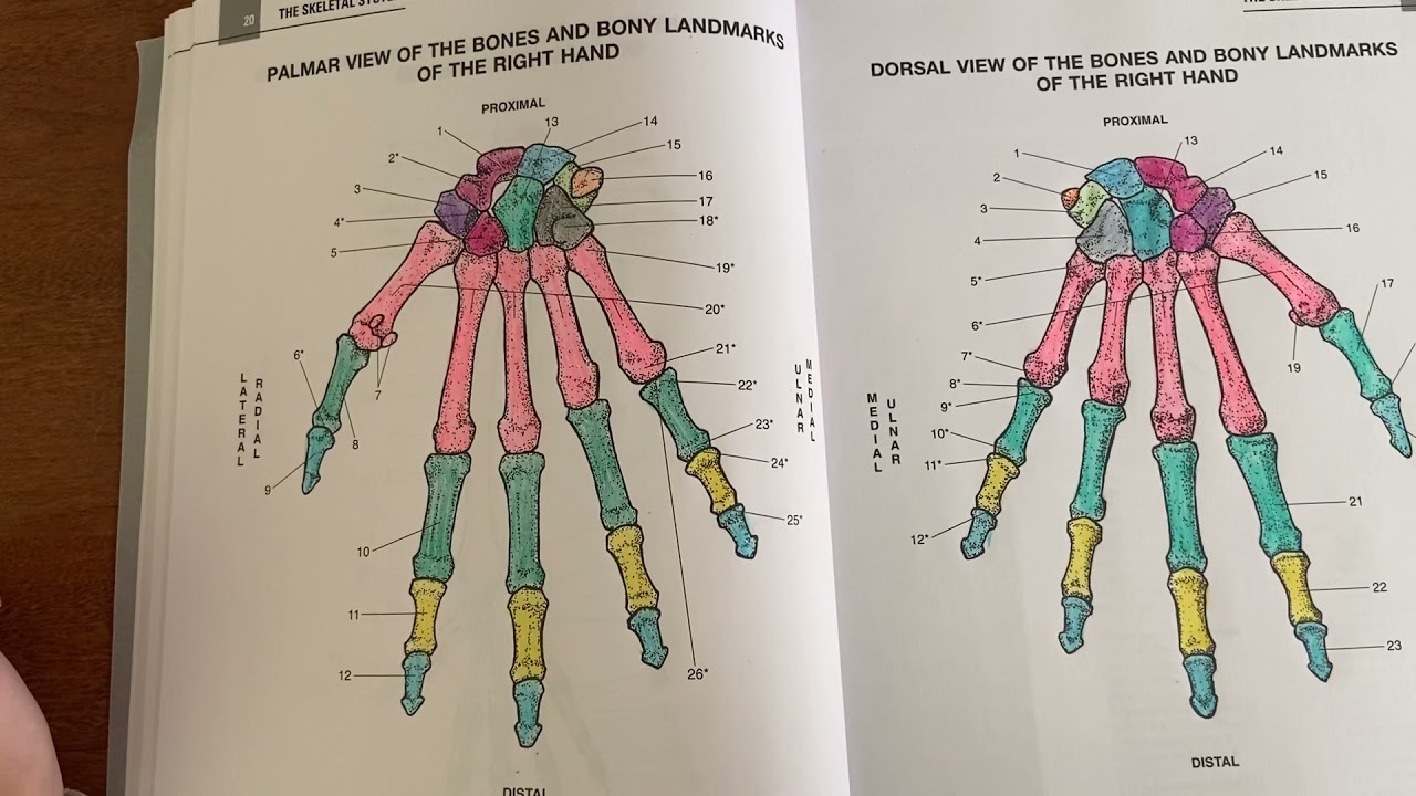 Using the Musculoskeletal Anatomy Colouring Book