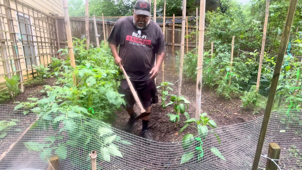 Garden Maintenance & Broccoli Pruning 🥬
