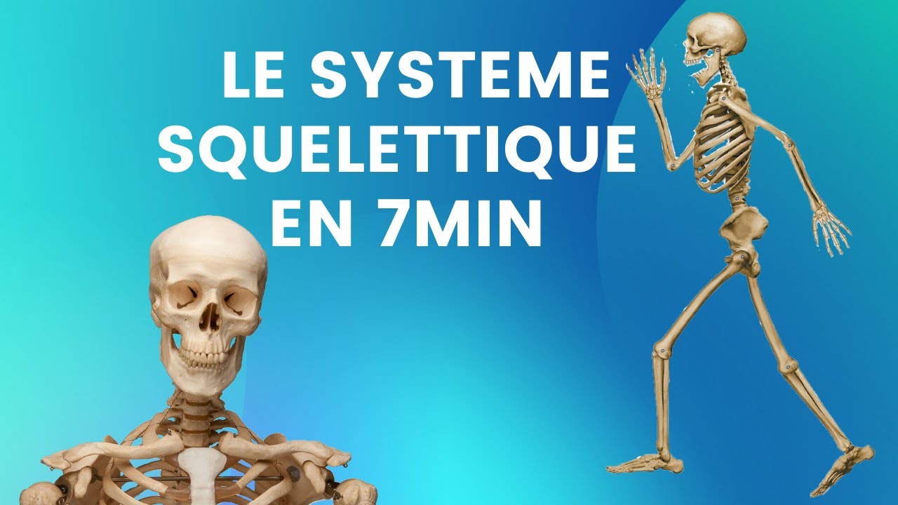 LE SYSTEME SQUELETTIQUE EN 5MIN