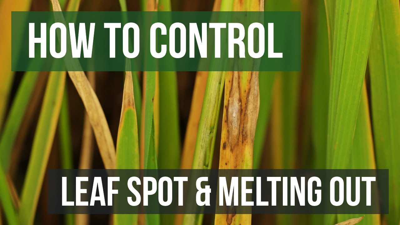 Leaf Spot Control: How To Get Rid of Leaf Spot | DIY Leaf Spot ...
