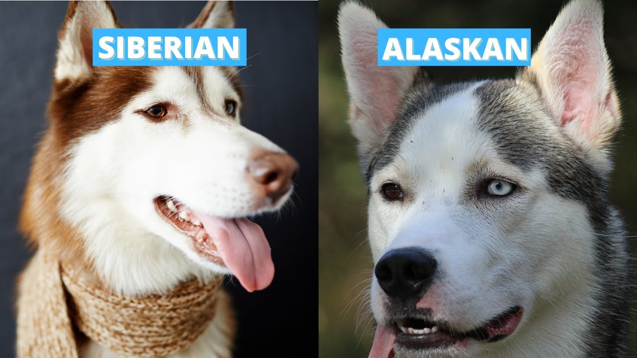 Siberian vs Alaskan Husky - Five Main Differences