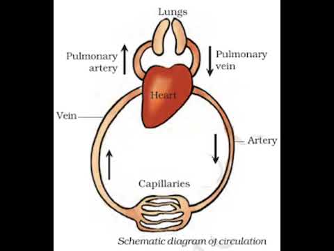 schematic diagram of circulation