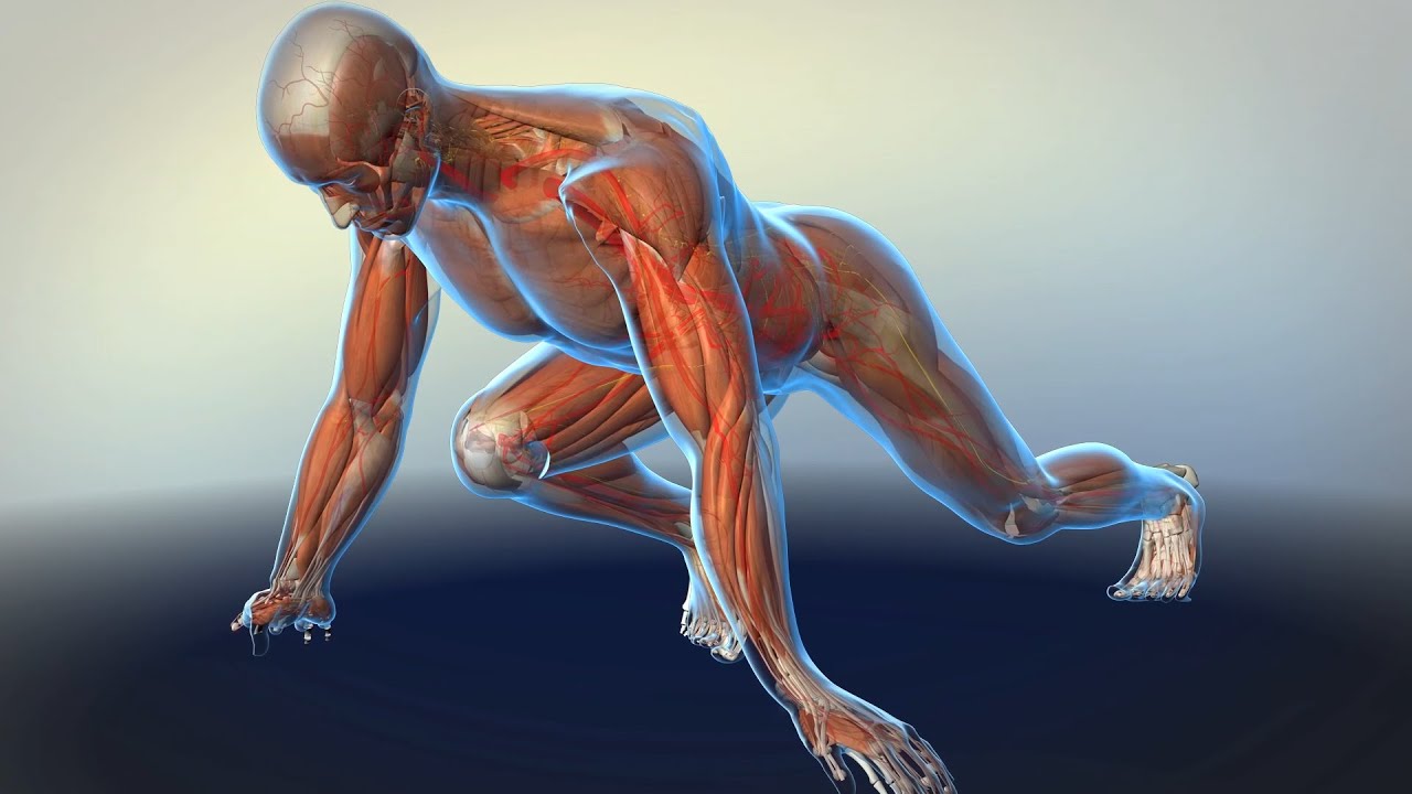Understanding Muscle Contraction: The Science Behind How Your Muscles ...