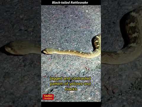 Black tailed Rattlesnake in Arizona