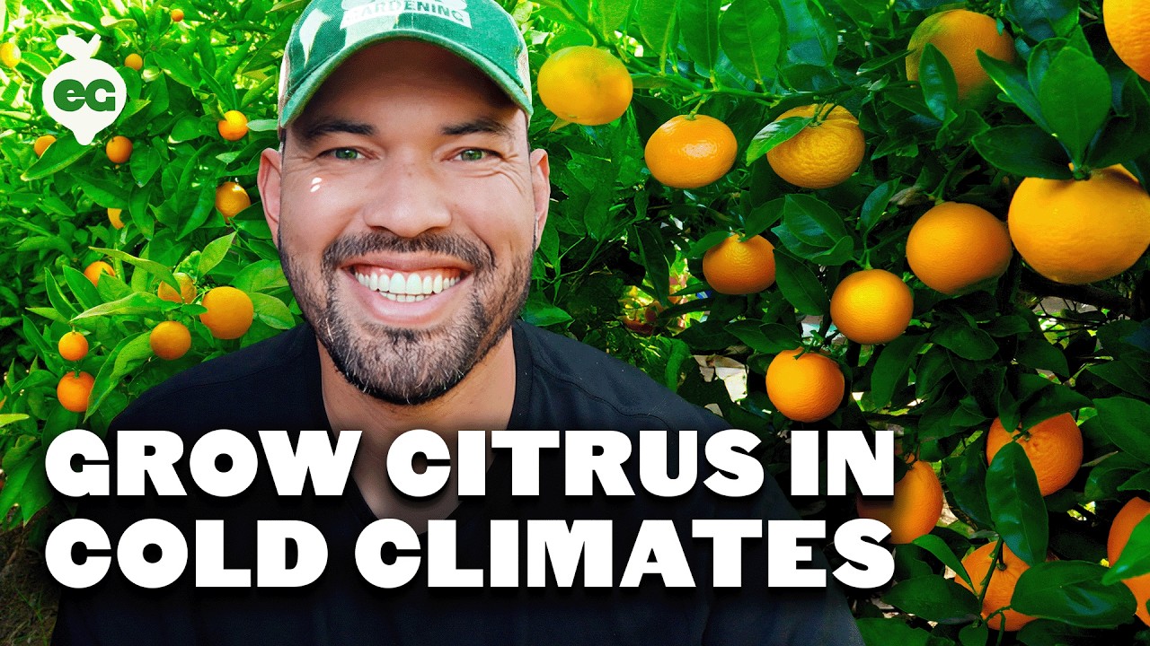 9 Citrus Trees That THRIVE in Cold Climates🍊❄️