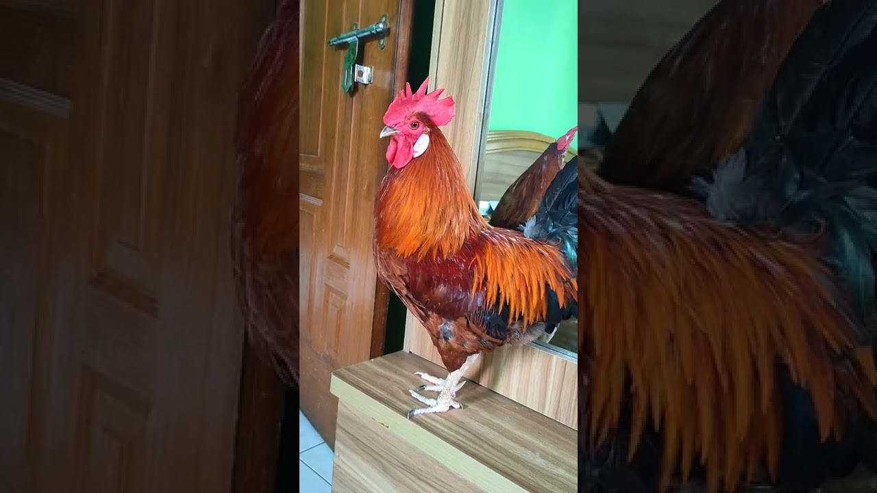 I Hate Crows  #shorts #youtubeshorts #shortsvideo #roostervideo #hen #rooster #chicken #pets #birds