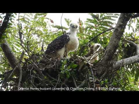 Oriental Honey-buzzard (Pernis Ptilorhynchus torquatus - Chicks) @ Chiu S C DSCN7391