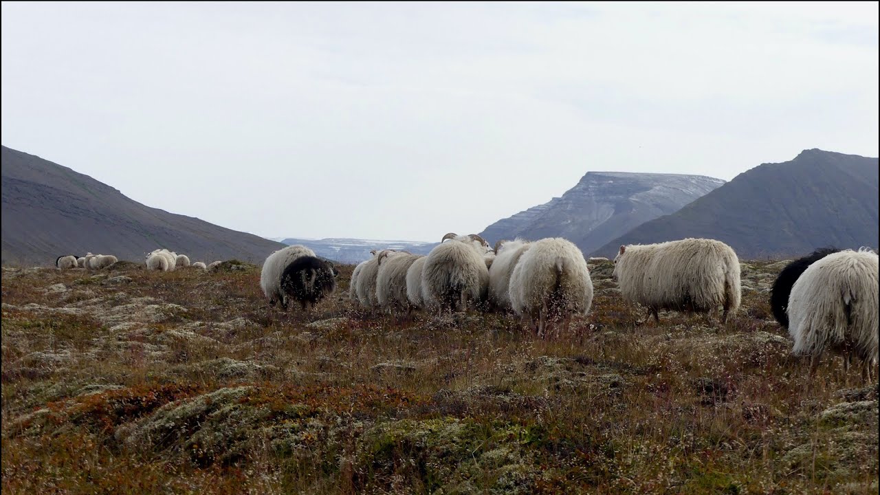 Icelandic Sheep Herding | Smölun Dýrafjörður | Fall 2018