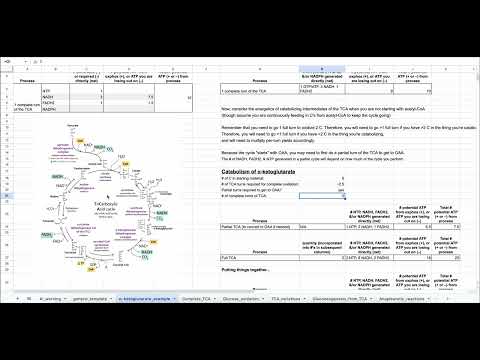 How many turns of TCA (citric acid cycle) to oxidize α-ketoglutarate etc & what's generated