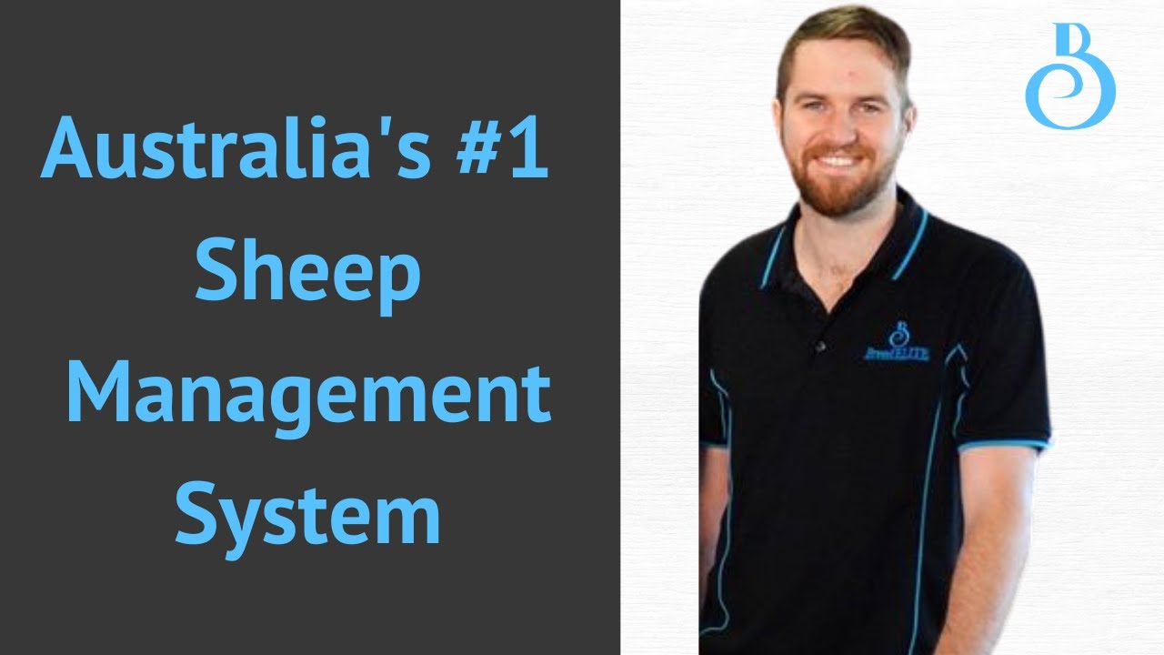 Australia's #1 Sheep Management Software: BreedELITE Sheep System