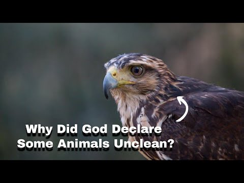 Clean and Unclean Animals: What Was the Purpose of These Laws? (Leviticus 11 Explained)