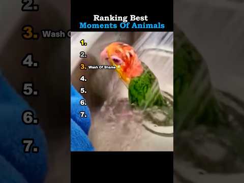 Ranking Best Animal Moments