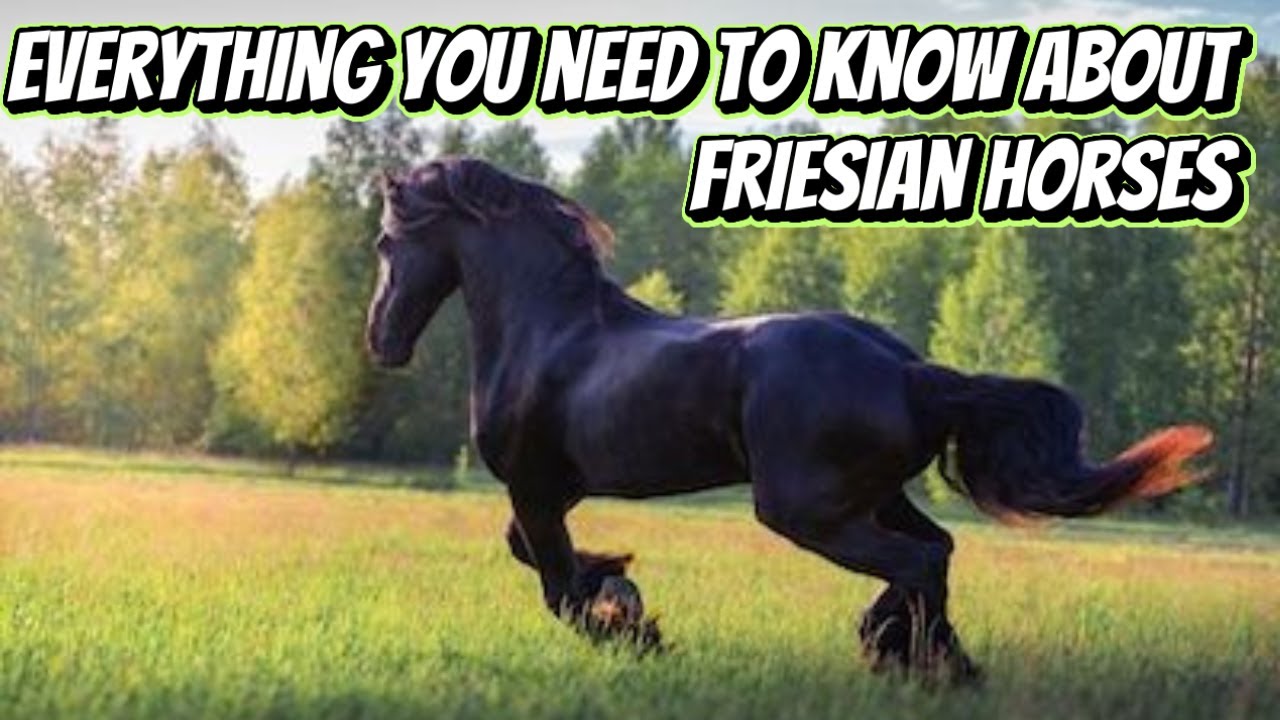 Everything you need to know about friesian horses