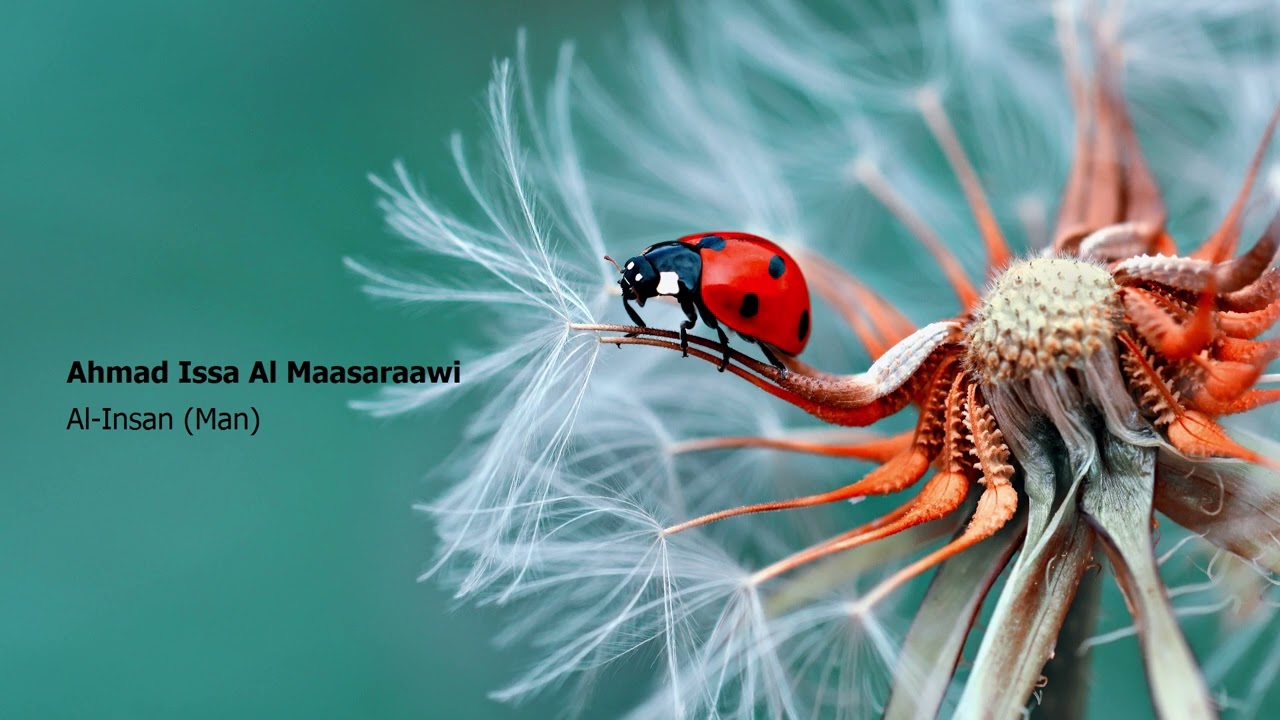 Ahmad Issa Al Maasaraawi 076 Surah Al Insan Man أحمد عيسى المعصراوي