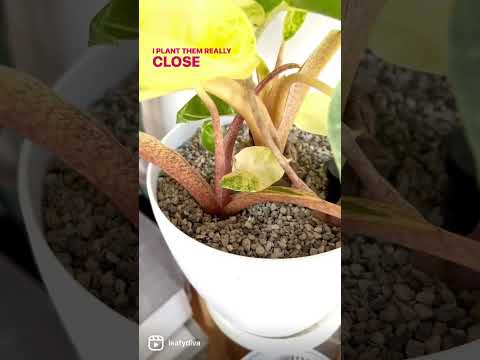 Tip for Full and Lush Alocasias - #plants #planttips