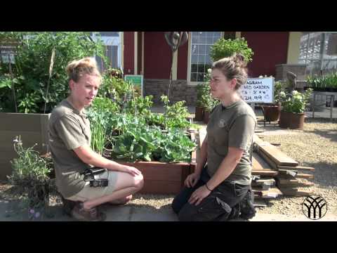What's eating your cabbage? Mickman Brothers Garden Center