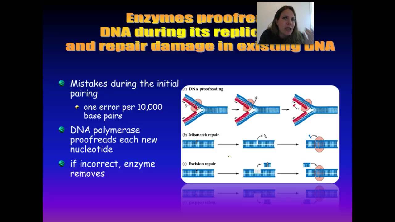 DNA Structure, Overview of Replication, & Mutation!