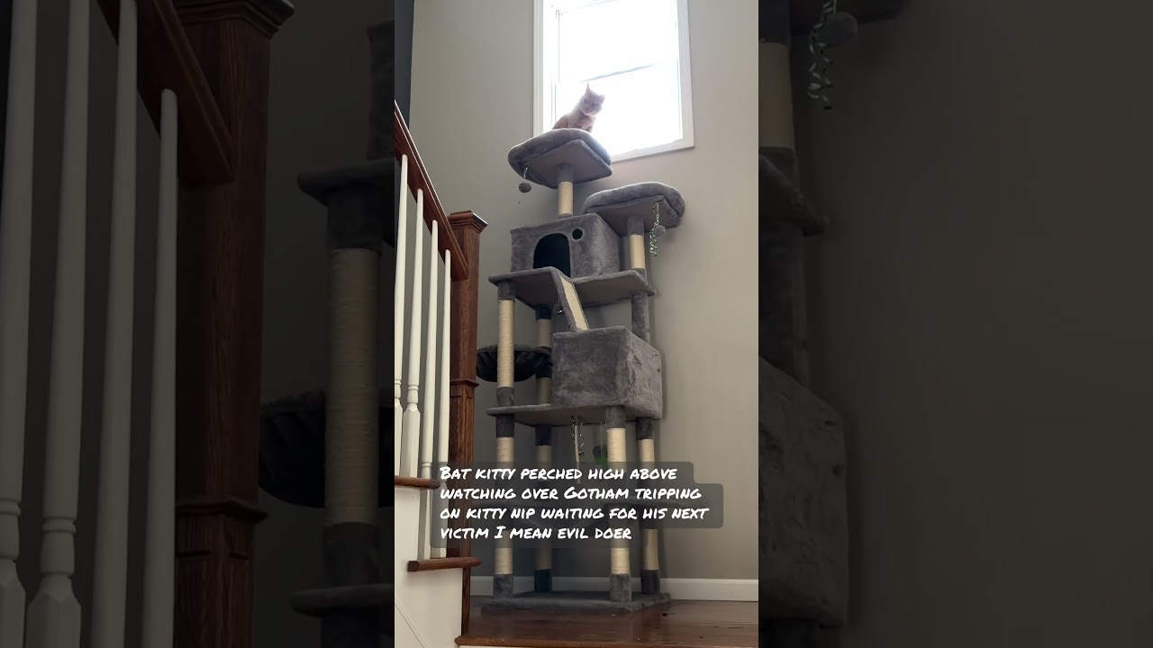 Bat Kitty #floofinators