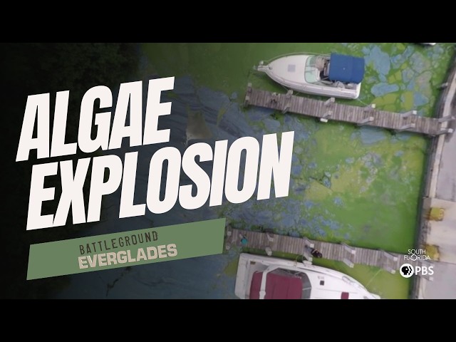 Understanding the Toxic Algae Crisis in Florida's Everglades: Causes ...