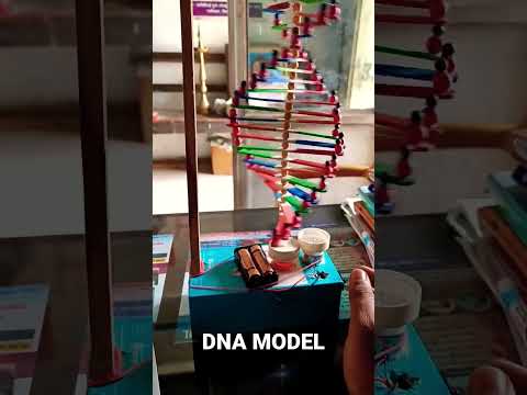 DNA Working model