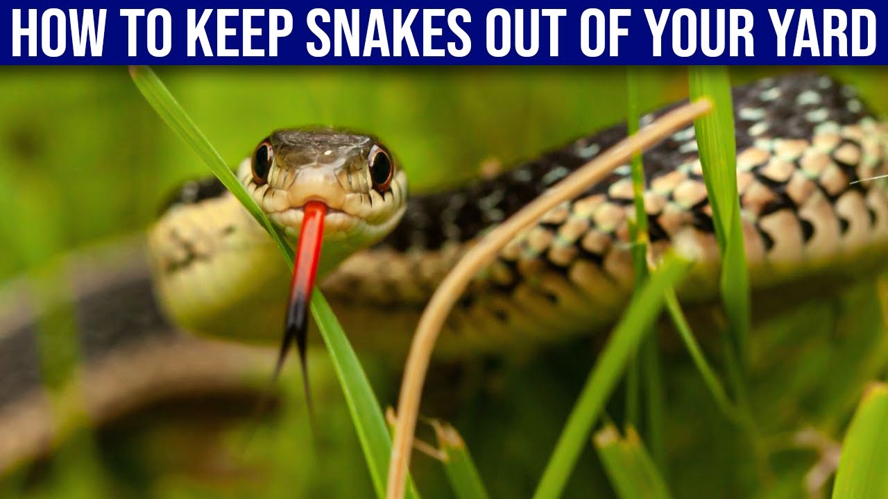 How To Keep Snakes Out Of Your Yard - (Quick & Easy)