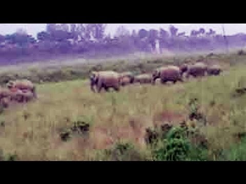 In Assam, a village makes way for elephants