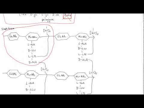 Antibiotics 1: Introduction to Antibiotics and Peptidoglycan