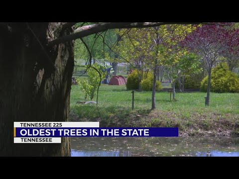 Oldest trees in Tennessee