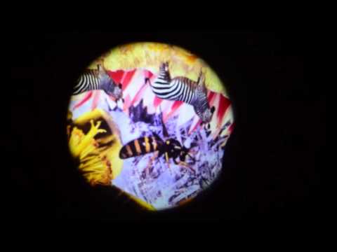 Magnetic Effect Wheel Safari | Sensory Projection Effects