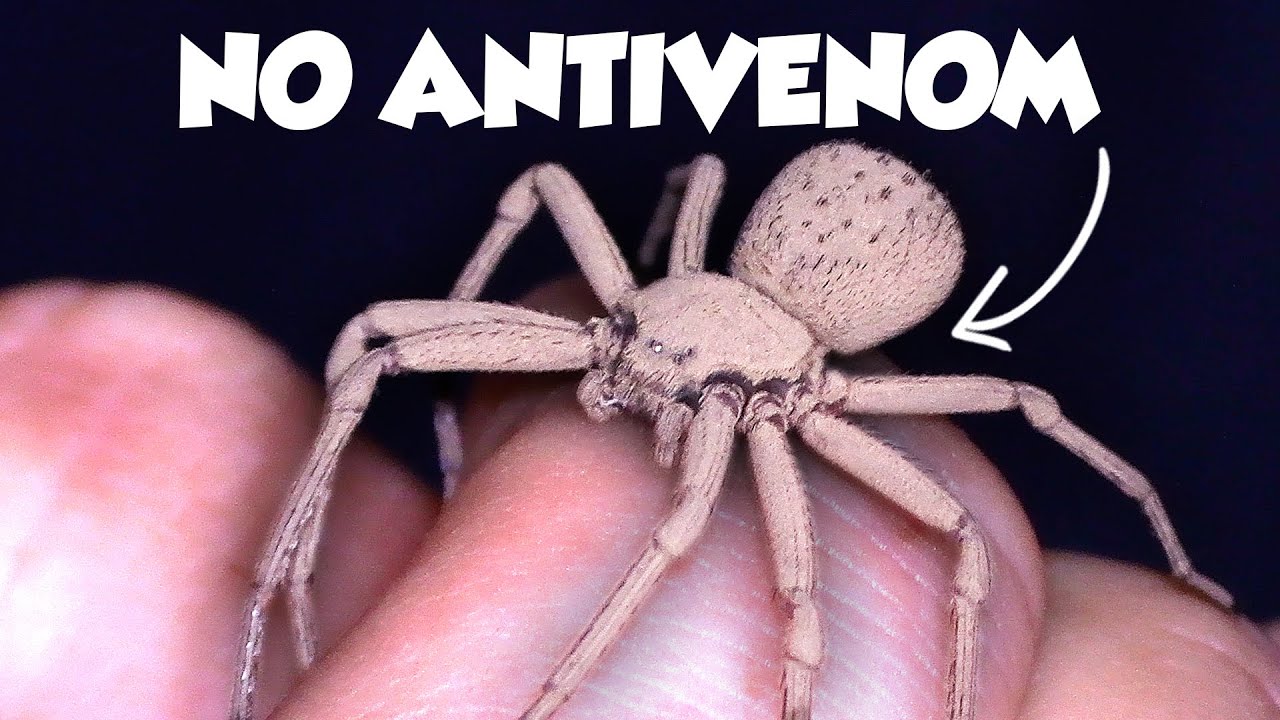 The Worst Spider Bites on Earth Ranked